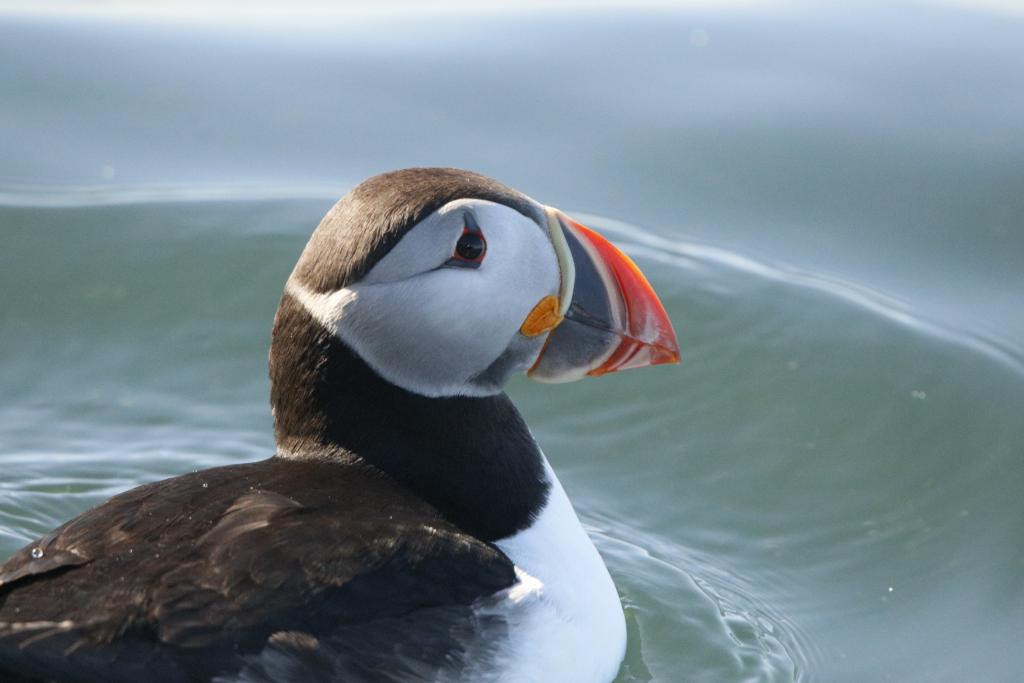 Mr. Puffin - Birdwatching in Reykjavik